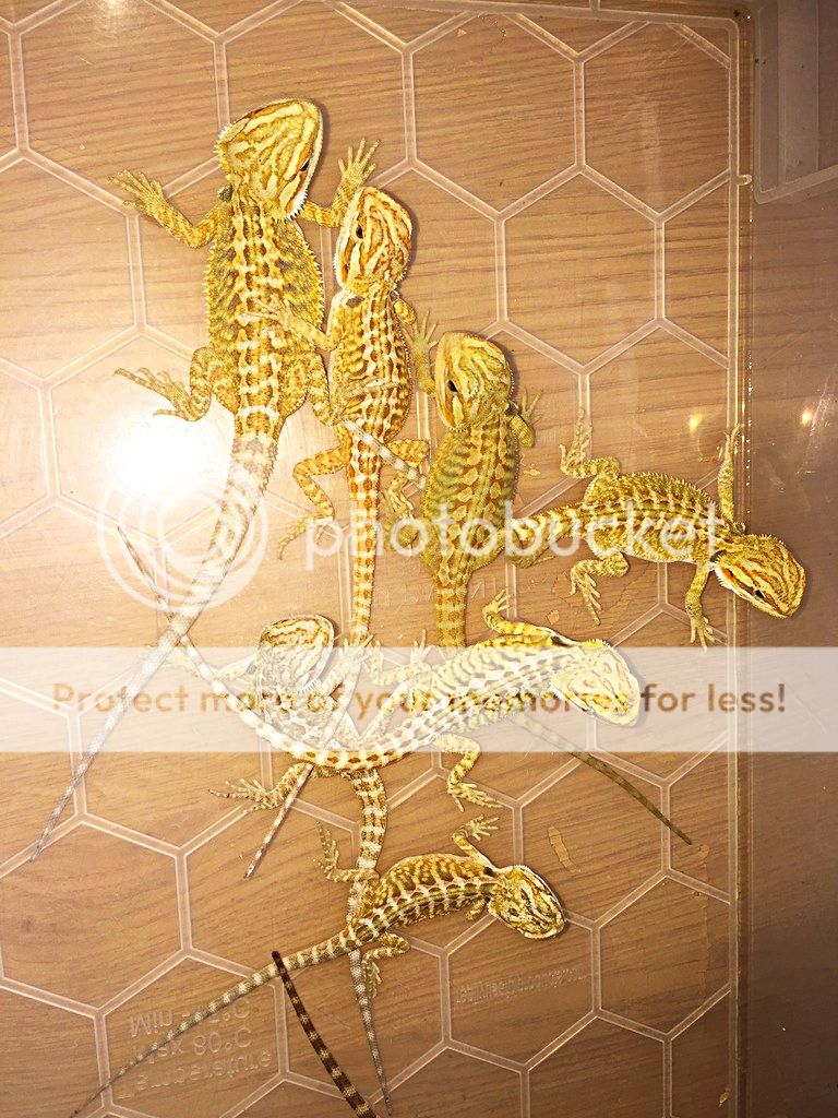 Wales - translucent babies | Reptile Forums