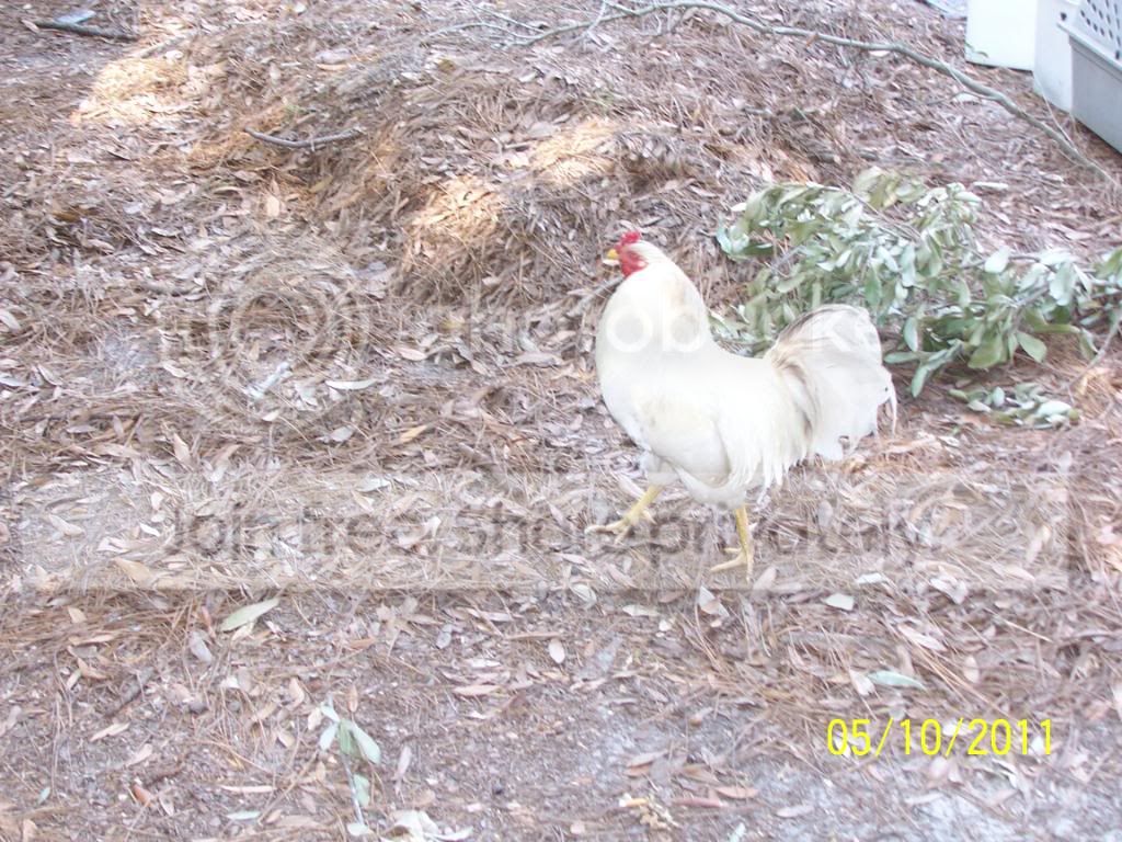 Questions On Old English Game Fowl, and OEG Bantams | BackYard Chickens ...