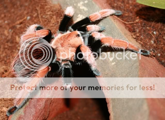 The MOST beautiful tarantula - Kunena