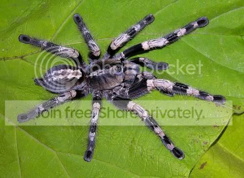 The MOST beautiful tarantula - Kunena