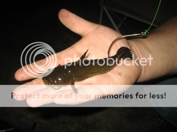 Bullheads for catfish bait? | Pensacola Fishing Forum